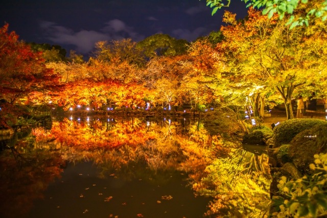 교토의 밤을 장식하는 환상의 광경: 일루미네이션 & 라이트업 완전 가이드【2025-2026년판】 | Japan Food ...